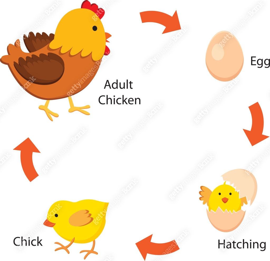 Life Cycle Of The Chicken 이미지 840572070 일러스트 무료 일러스트 게티이미지뱅크