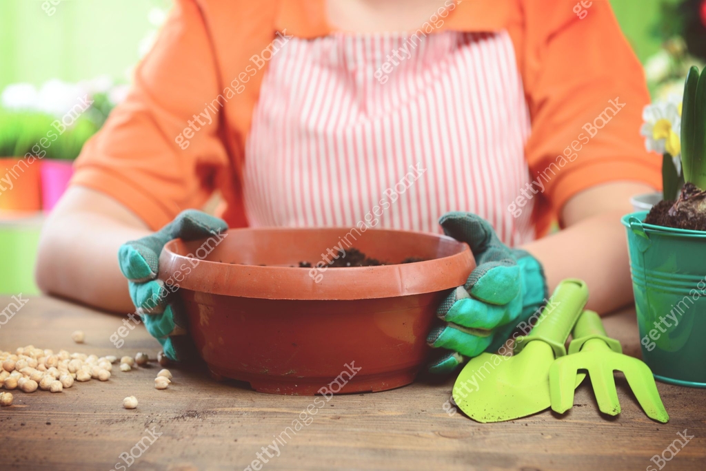 Woman's hands potting some plants 이미지 (1193533587) - 게티이미지뱅크 Woman's hands potting some plants 이미지 (1193533587) - 게티이미지뱅크