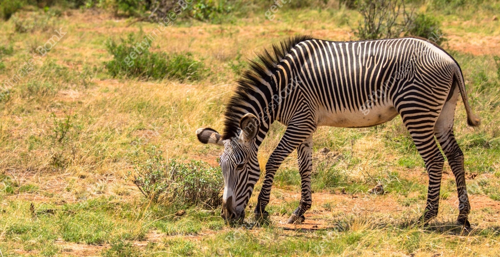 Plains zebra also known as the common zebra. The zebra is walking and ... Plains zebra also known as the common zebra. The zebra is walking and ...