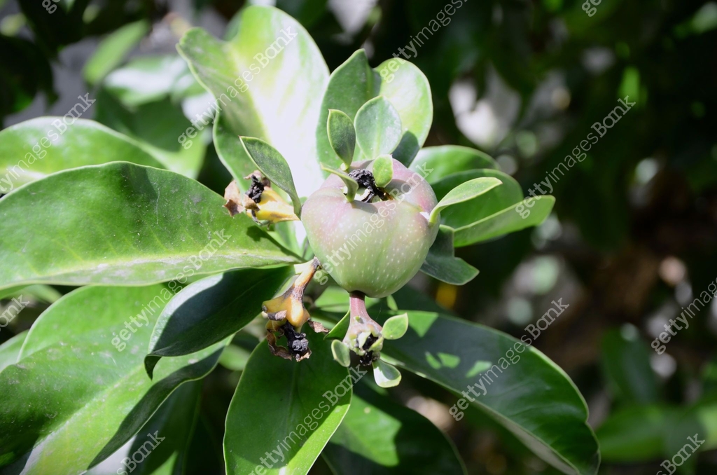 Beautiful Fruit Of Ora Pro Nobis Pereskia Aculeata Growing In The Sun Beautiful Fruit Of Ora Pro Nobis Pereskia Aculeata Growing In The Sun