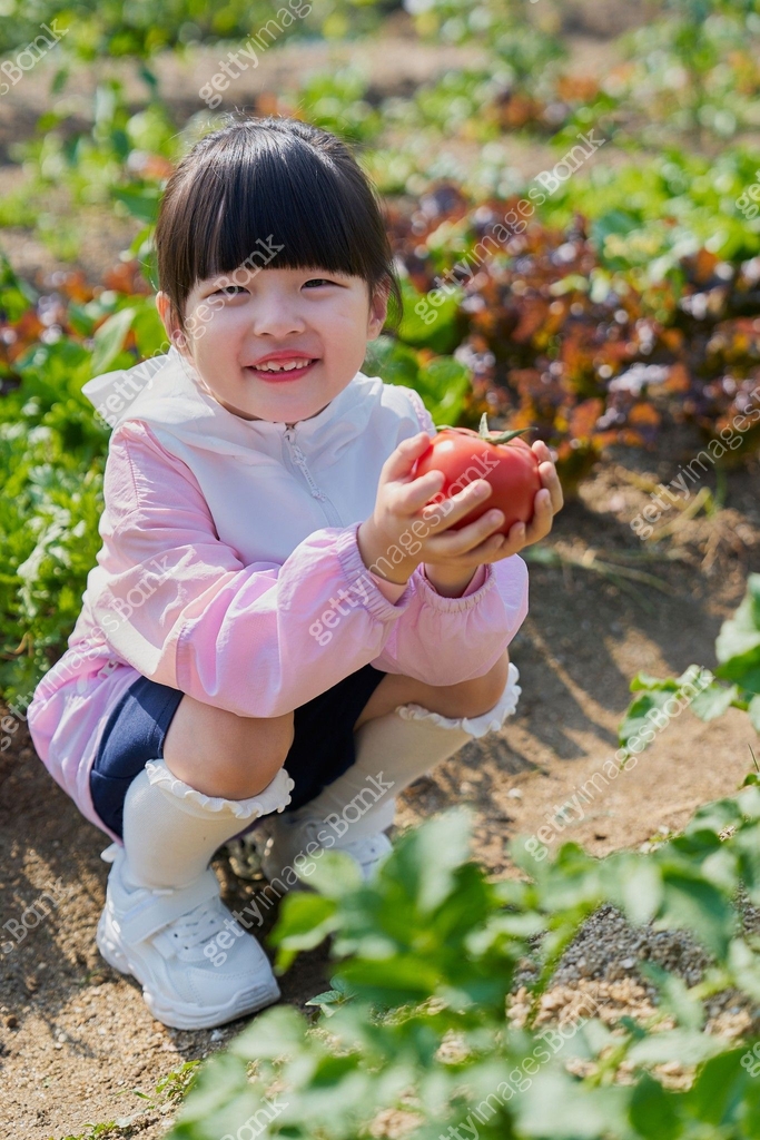 주말농장 오도이촌 채소밭 수확 공동체텃밭 토마토 들어올리기 물리적활동 이미지 Jv13513130 게티이미지뱅크