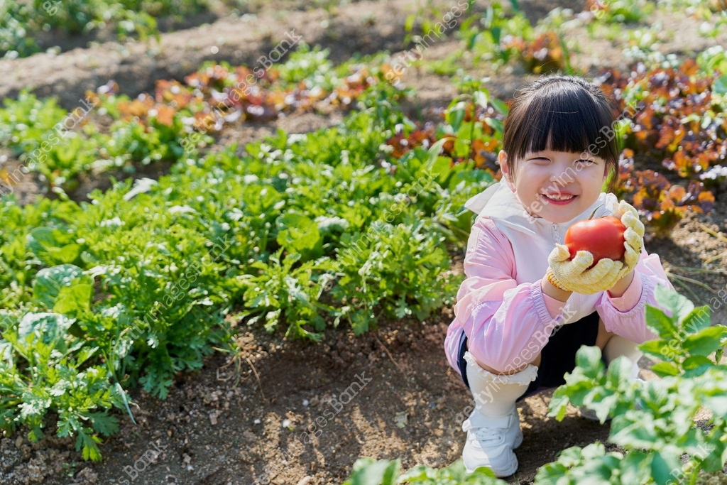 주말농장 오도이촌 채소밭 수확 공동체텃밭 토마토 들어올리기 물리적활동 이미지 Jv13513153 게티이미지뱅크