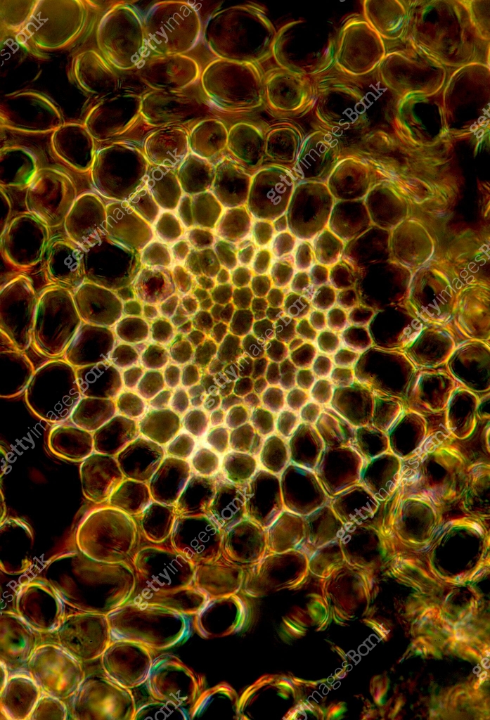 Seta Of A Polytrichum Moss In Cross Section With Polarization 이미지